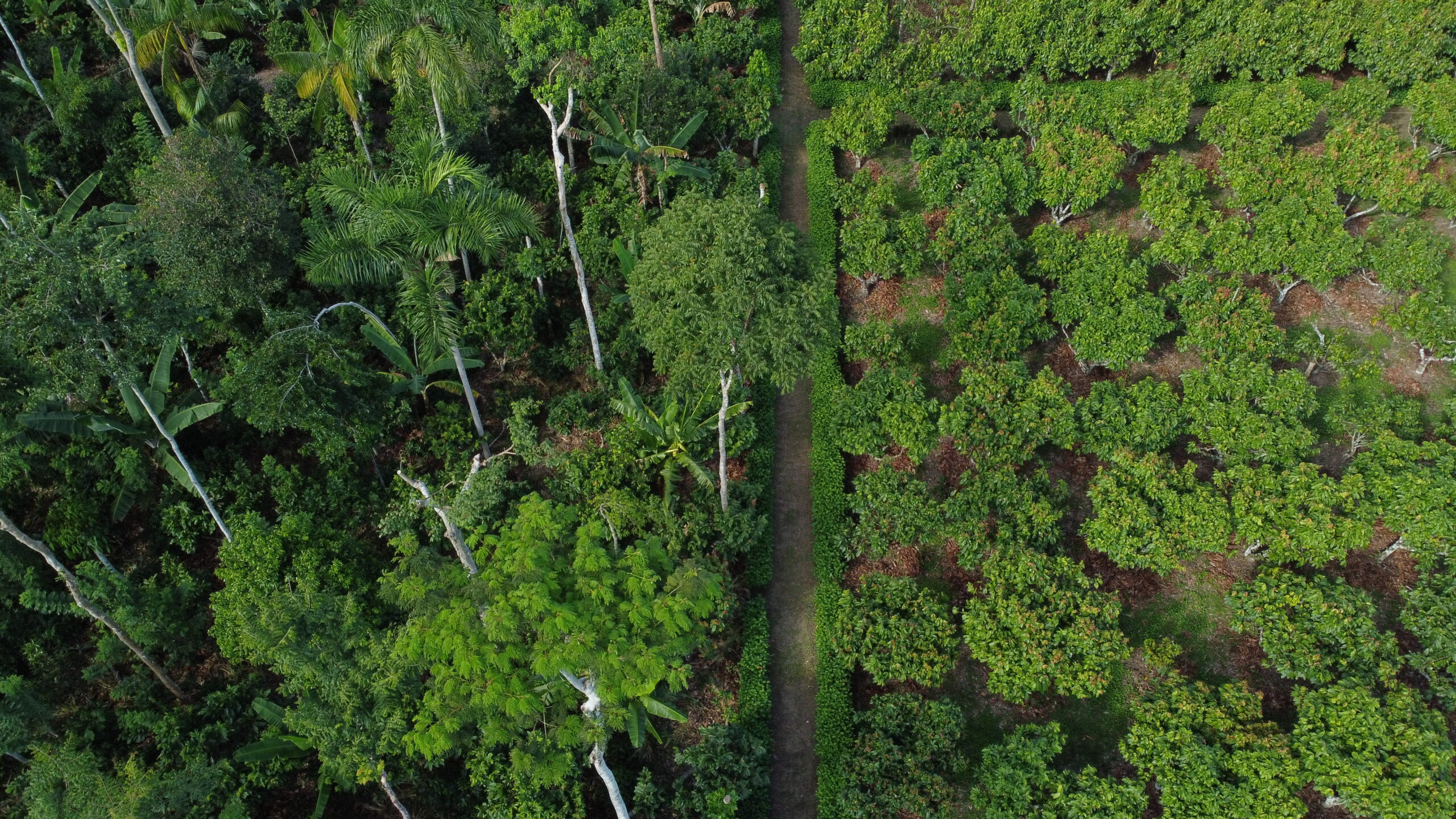 SysCom Bolivia: Evaluating Cocoa Farming Systems in Bolivia – A Long ...
